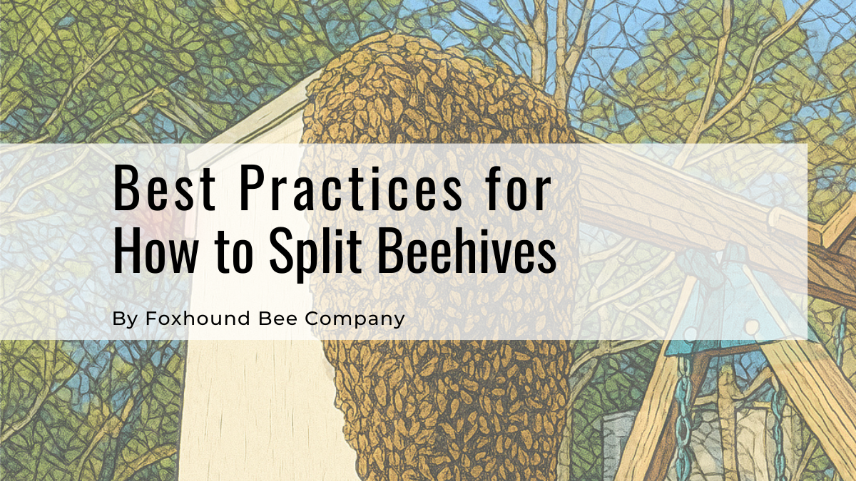 Best Practices for How to Split Beehives – Foxhound Bee Company