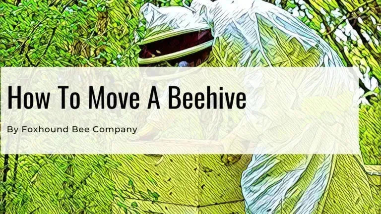 How To Move A Beehive - Foxhound Bee Company