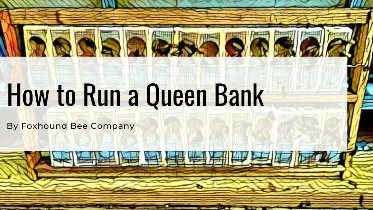 How To Run A Queen Bank - Foxhound Bee Company