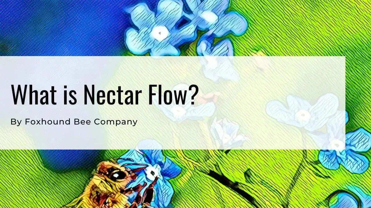 What Is A Nectar or Honey Flow? - Foxhound Bee Company