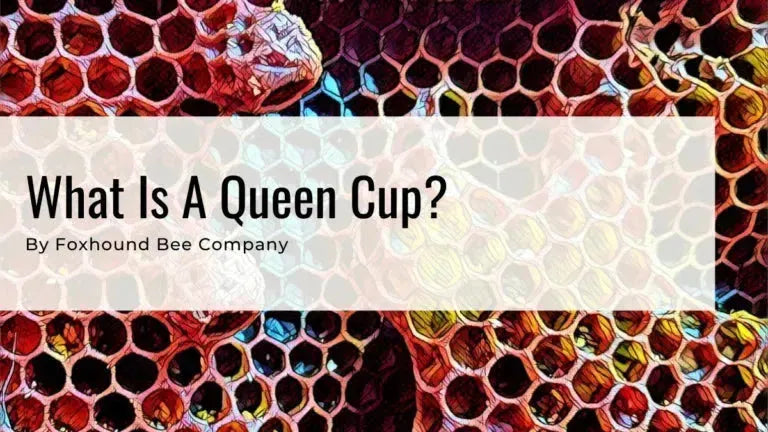 What Is A Queen Cup? - Foxhound Bee Company