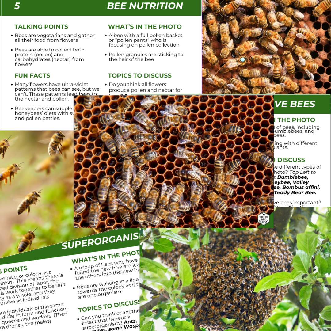 Educational Beekeeping Cards – Foxhound Bee Company
