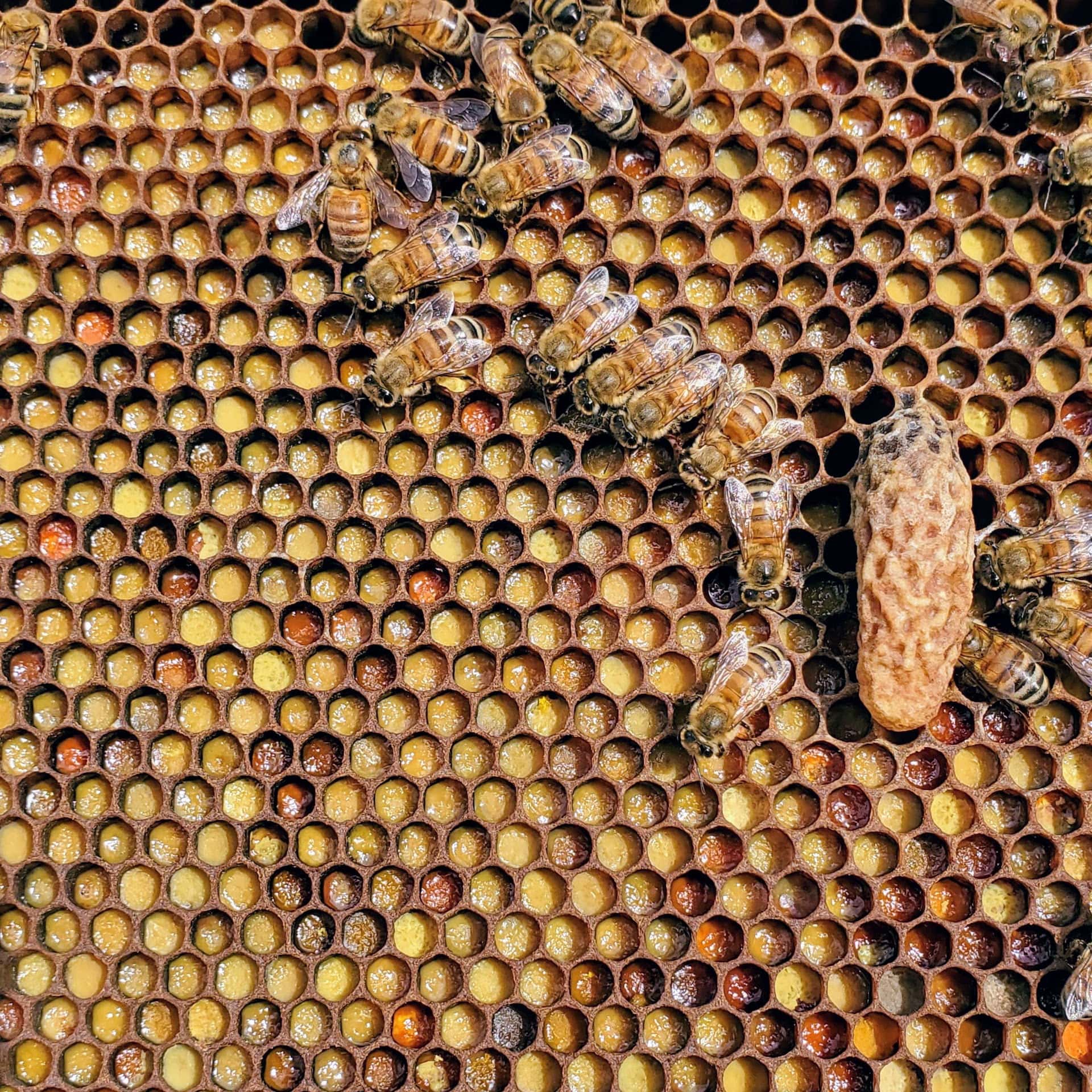 What Is A Queen Cup? - Foxhound Bee Company