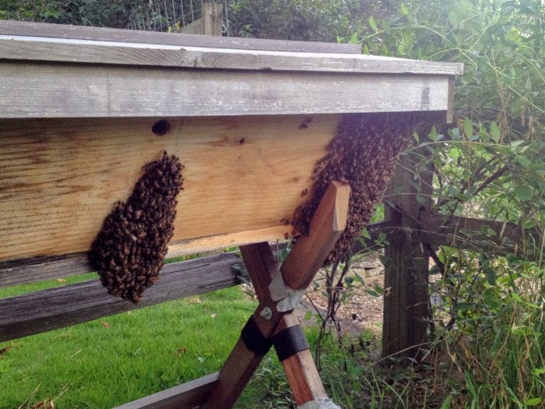 Bee Bearding: What It Is and Should Beekeepers Do Anything - Foxhound ...