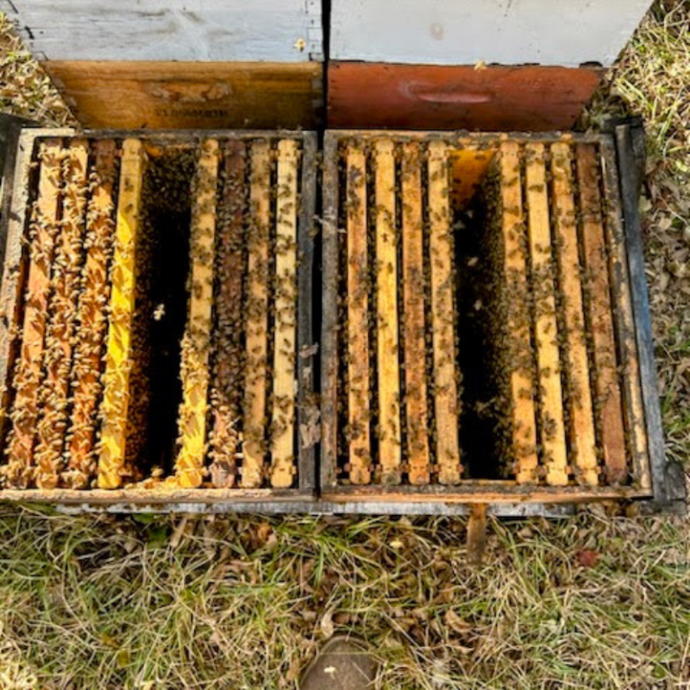 How To Run A Queen Bank - Foxhound Bee Company