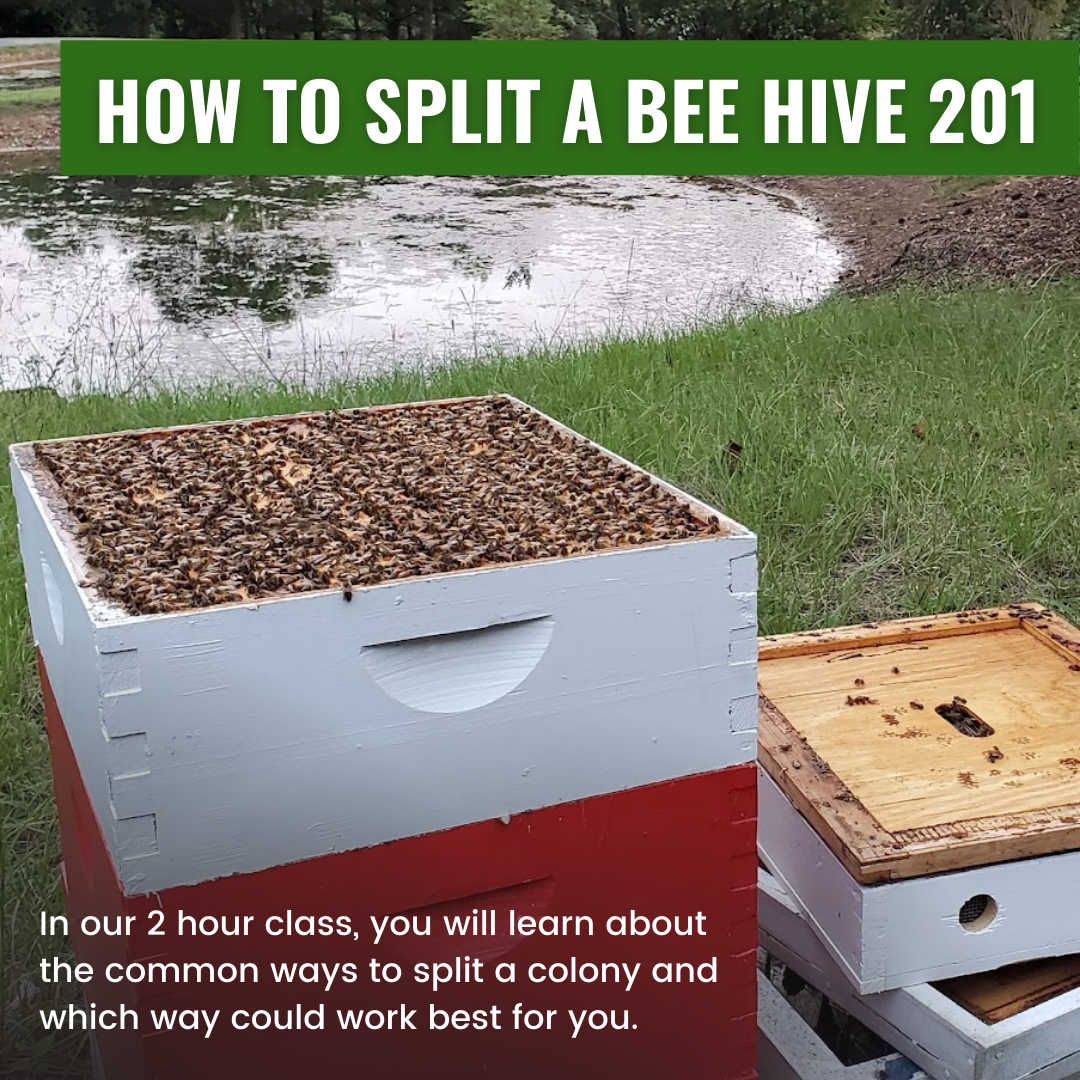 How To Split A Bee Hive 201 – Foxhound Bee Company