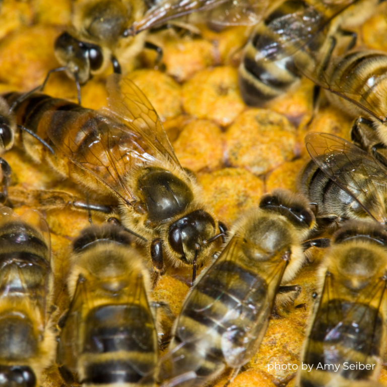 Buying Queen Bees - Foxhound Bee Company