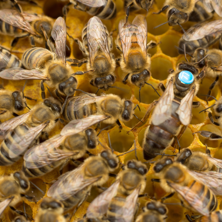 Buying Queen Bees - Foxhound Bee Company