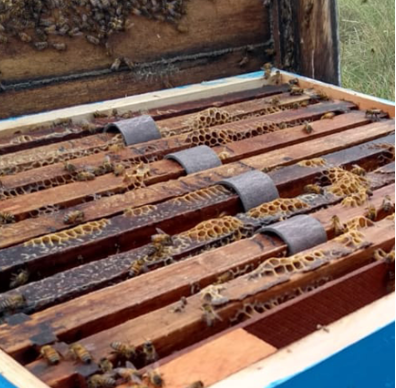 Varroxsan Oxalic Acid Strips – Foxhound Bee Company