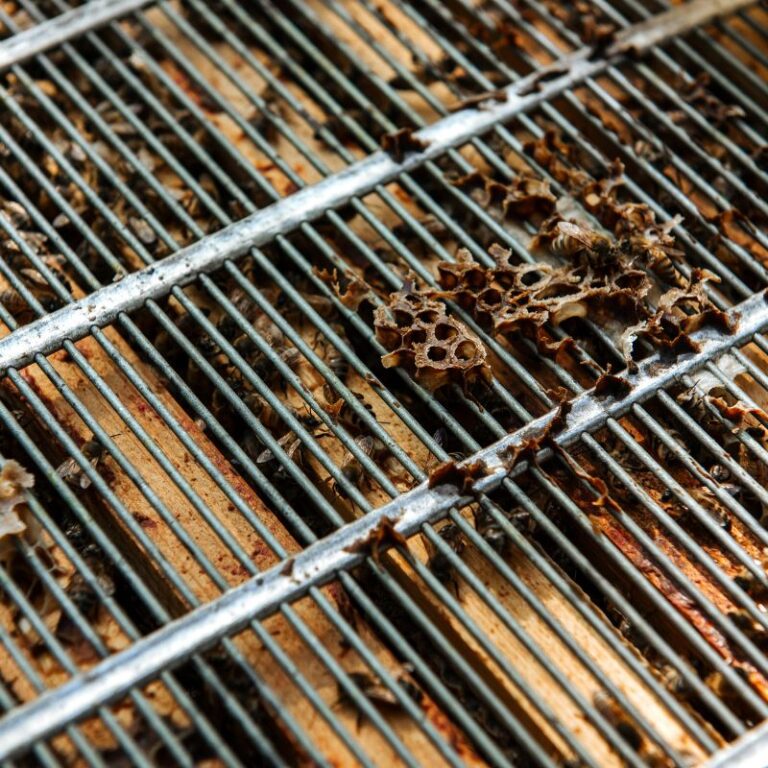 Should You Use A Queen Excluder? - Foxhound Bee Company